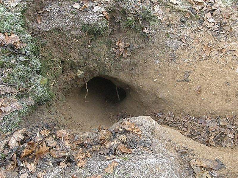 badger-sett-1 | Tales from the Wood - The Diary of a Badger Watching Man