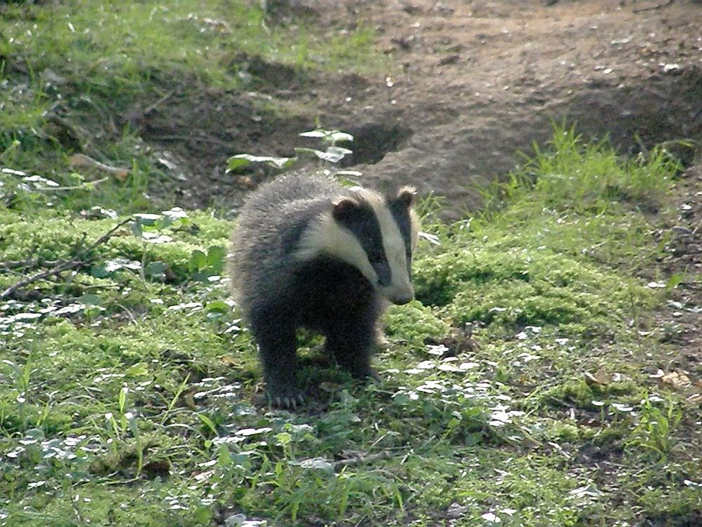 Why do badgers use paths? | Tales from the Wood - The Diary of a Badger ...
