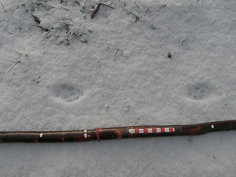 fox-tracks-in-snow | Tales from the Wood - The Diary of a Badger ...