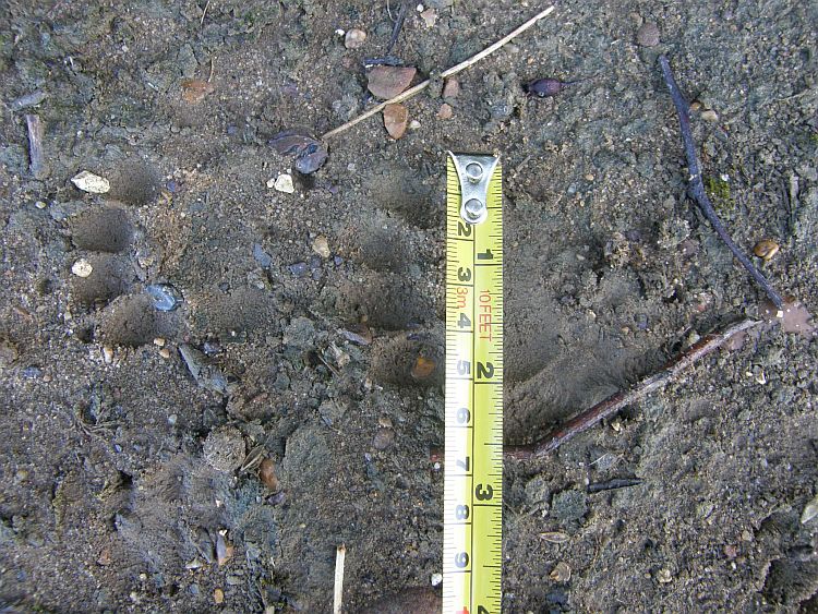 Badger tracks – measuring stride | Tales from the Wood - The Diary of a ...