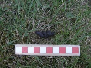 Hedgehog poo | Tales from the Wood - The Diary of a Badger Watching Man