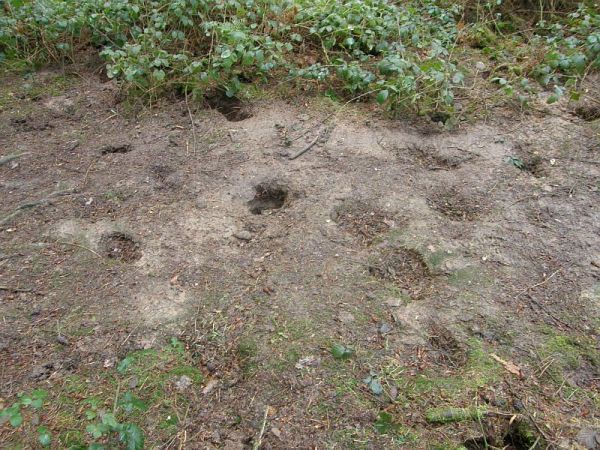 How to Recognise a Badger Sett | Tales from the Wood - The Diary of a ...