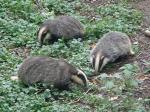 How to Recognise a Badger Sett | Tales from the Wood - The Diary of a ...