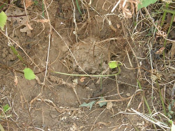 Fieldnotes: 7th July 2010 – Badgers and wasps nests | Tales from the ...