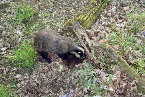 Tales from the Wood - The Diary of a Badger Watching Man | Personal ...