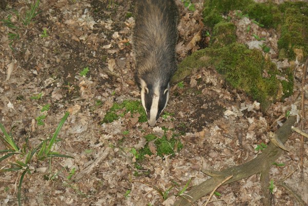 Tales from the Wood - The Diary of a Badger Watching Man | Personal ...