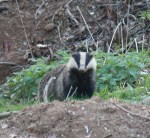 Tales from the Wood - The Diary of a Badger Watching Man | Personal ...