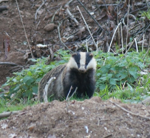 Tales from the Wood - The Diary of a Badger Watching Man | Personal ...