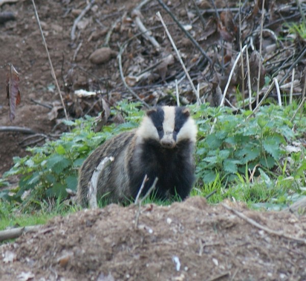 Tales from the Wood - The Diary of a Badger Watching Man | Personal ...